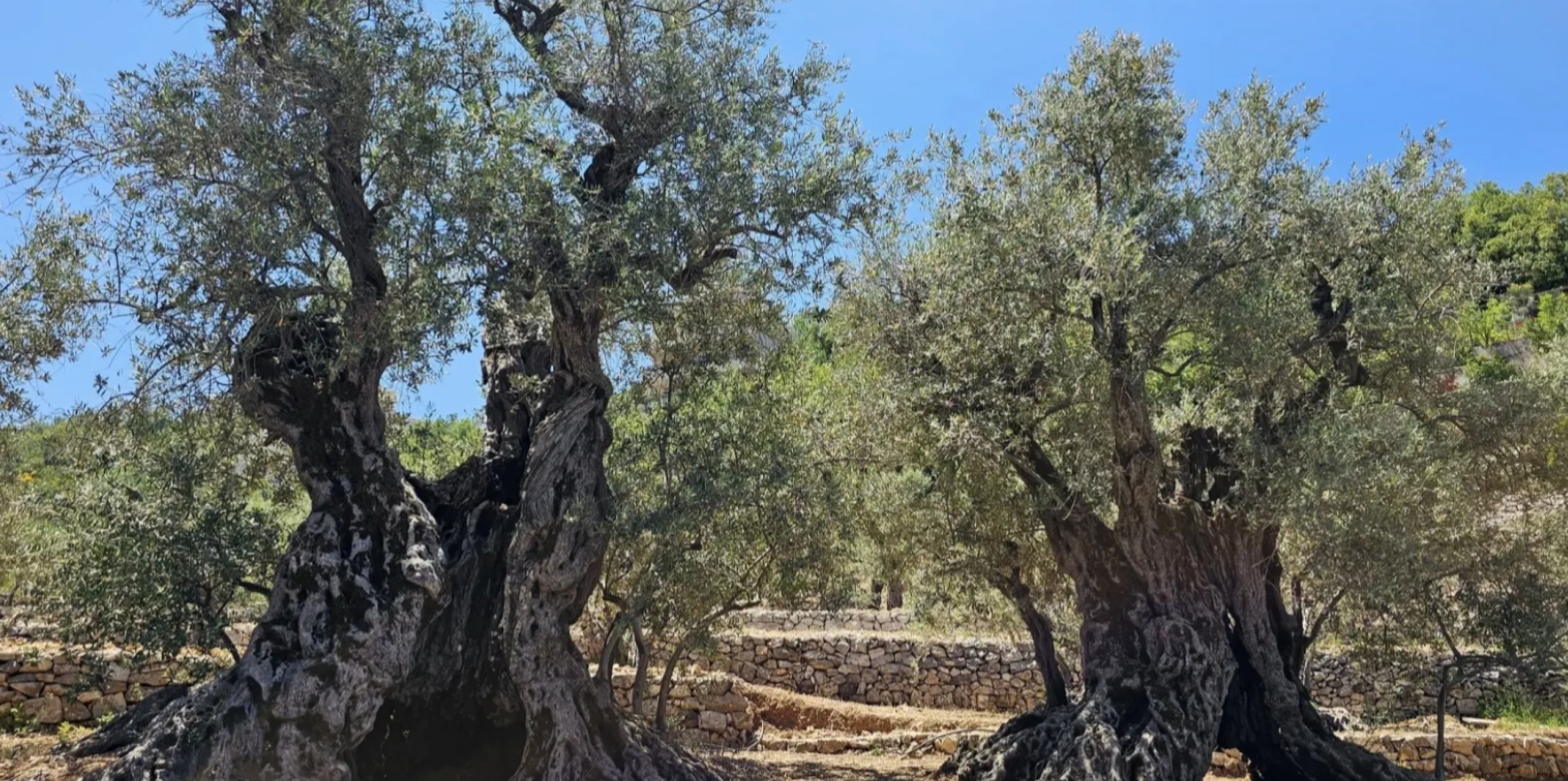 Millennial Olive Trees in Lebanon - MOOVTOO Guide